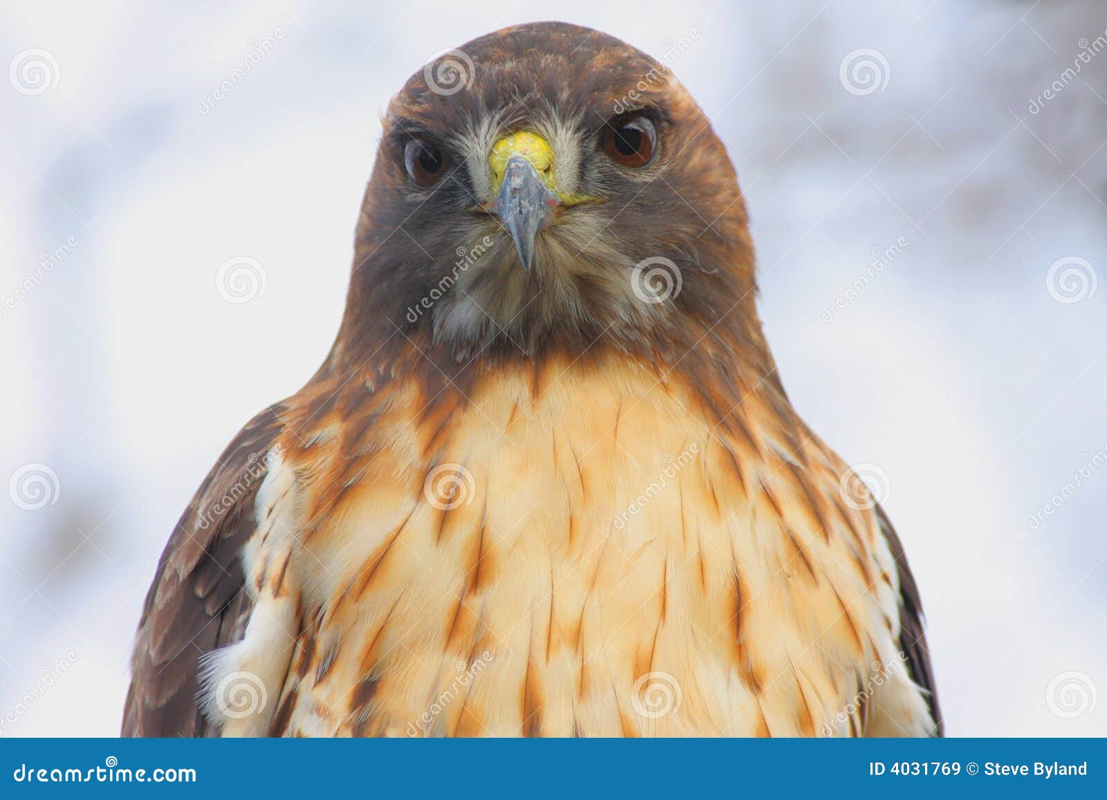 Red-tailed Hawk stock image. Image of jamaicensis, hunter - 4031769
