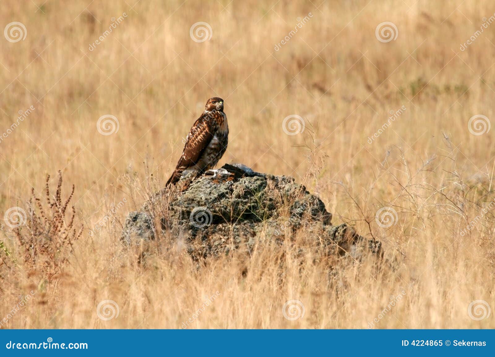 Red-tailed hawk stock image. Image of national, birds - 4224865