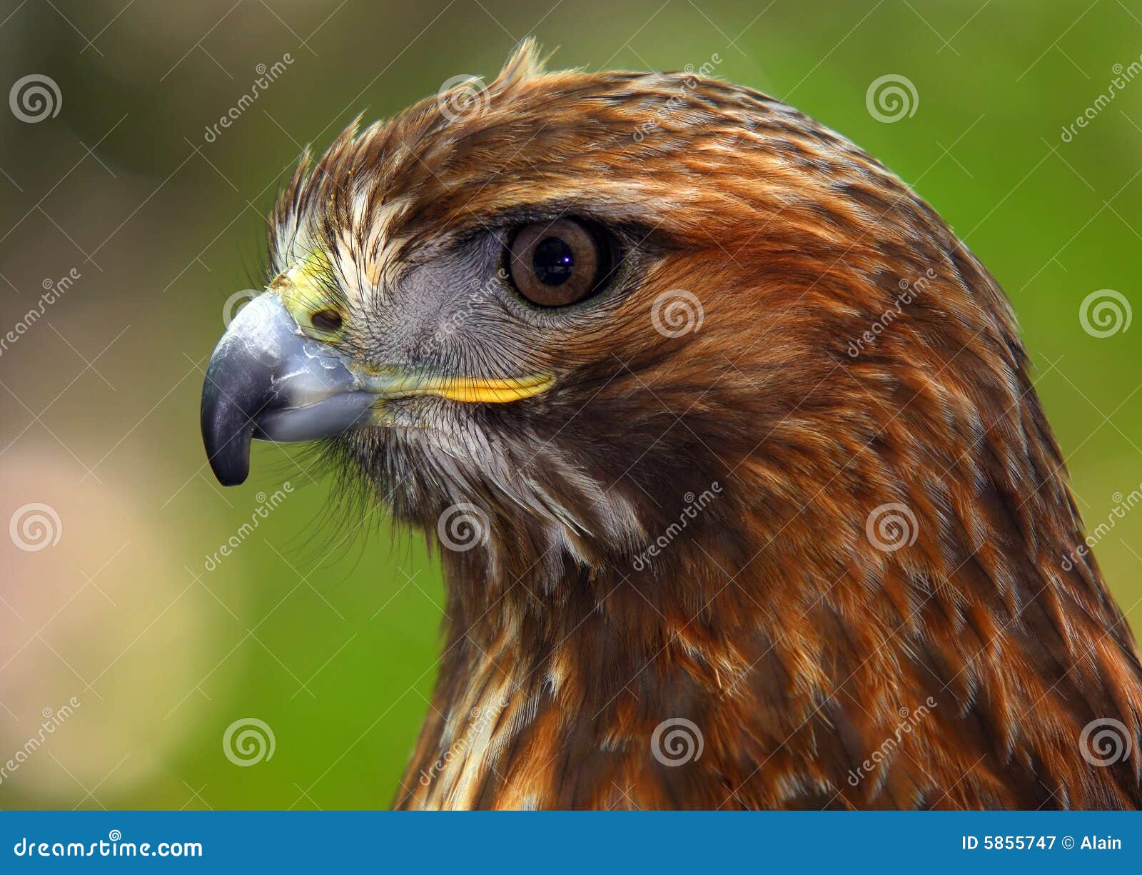 Red-tailed hawk stock image. Image of close, hunter, eyes - 5855747