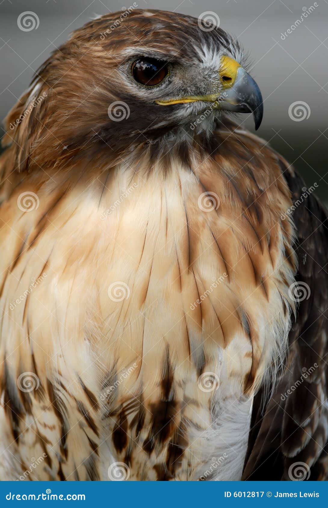 Red Tailed Hawk stock image. Image of hunter, beak, hawk - 6012817