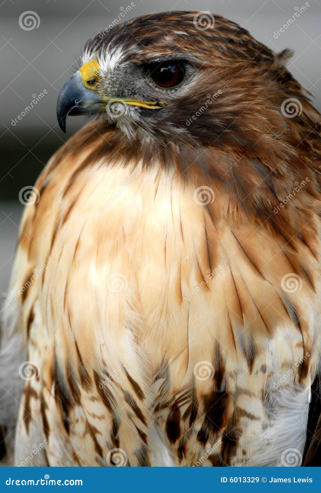 Red Tailed Hawk stock image. Image of tail, wings, predator - 6013329