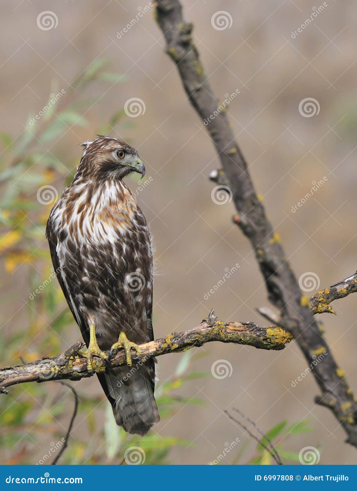 Red Tailed Hawk stock photo. Image of nature, branch, bird - 6997808