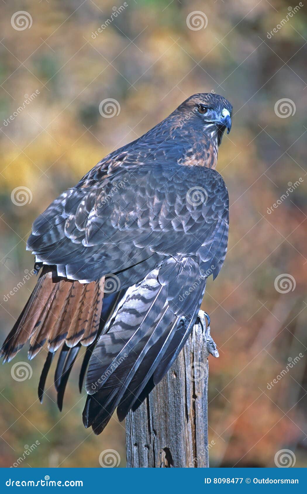Red tailed hawk stock image. Image of wildlife, plumage - 8098477
