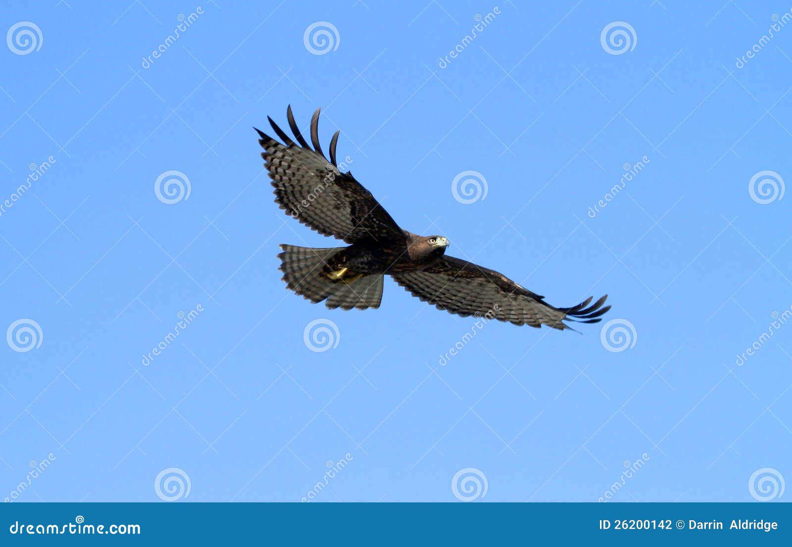 Dark Morph Red-tailed Hawk Bird In Flight Stock Photography ...