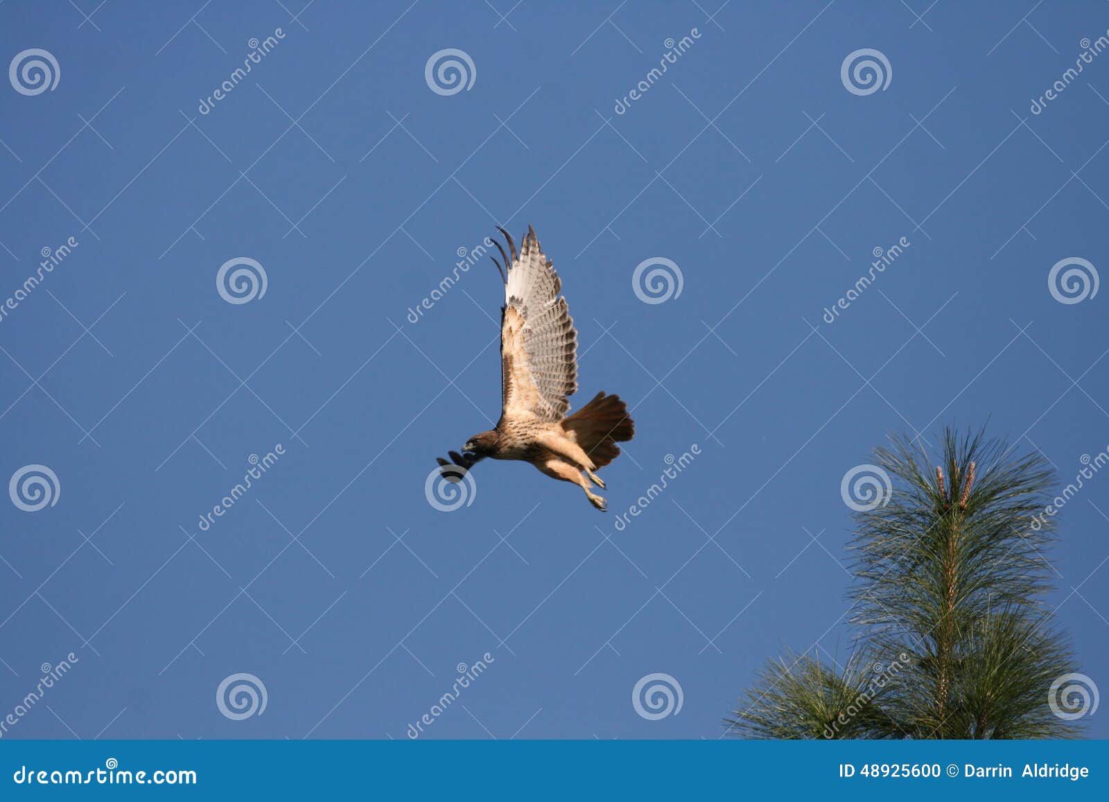 Red Tailed Hawk Bird in Flight Stock Photo - Image of outdoors, outside ...