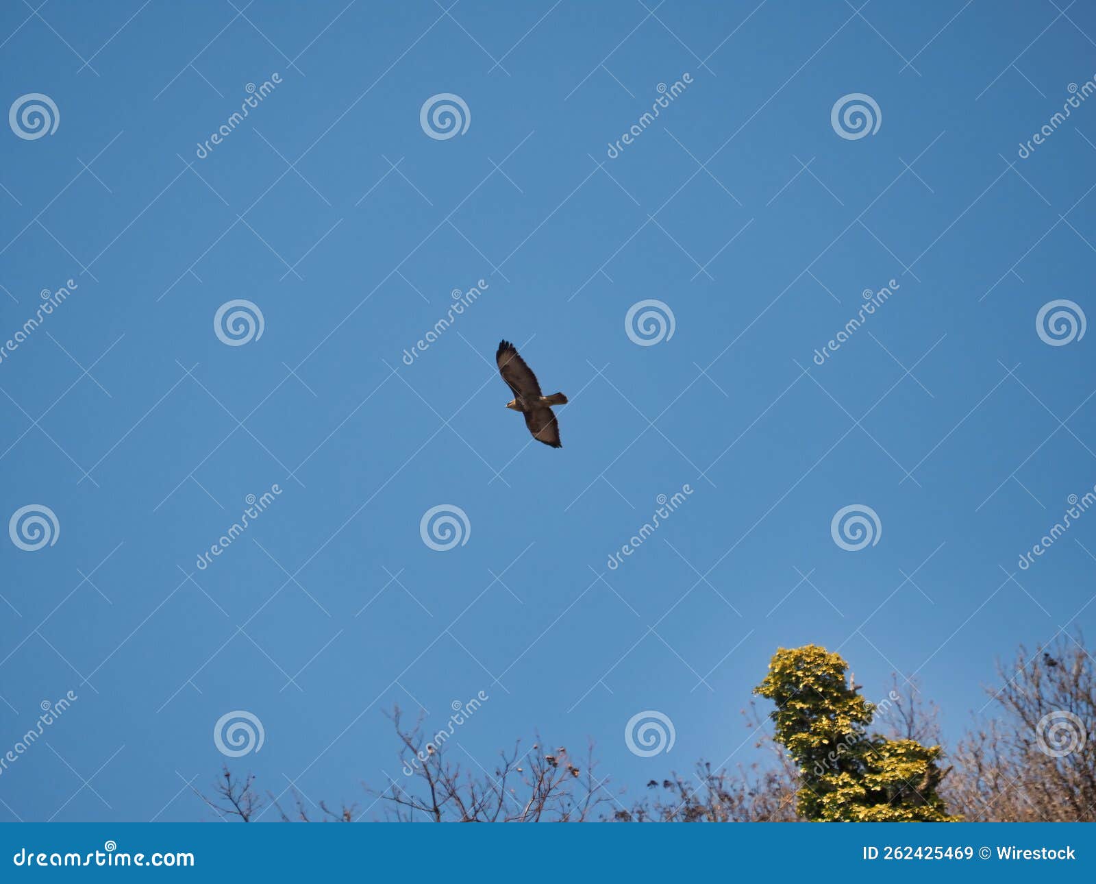 Red-tailed Hawk Bird Flying in a Blue Sky Stock Image - Image of prey ...
