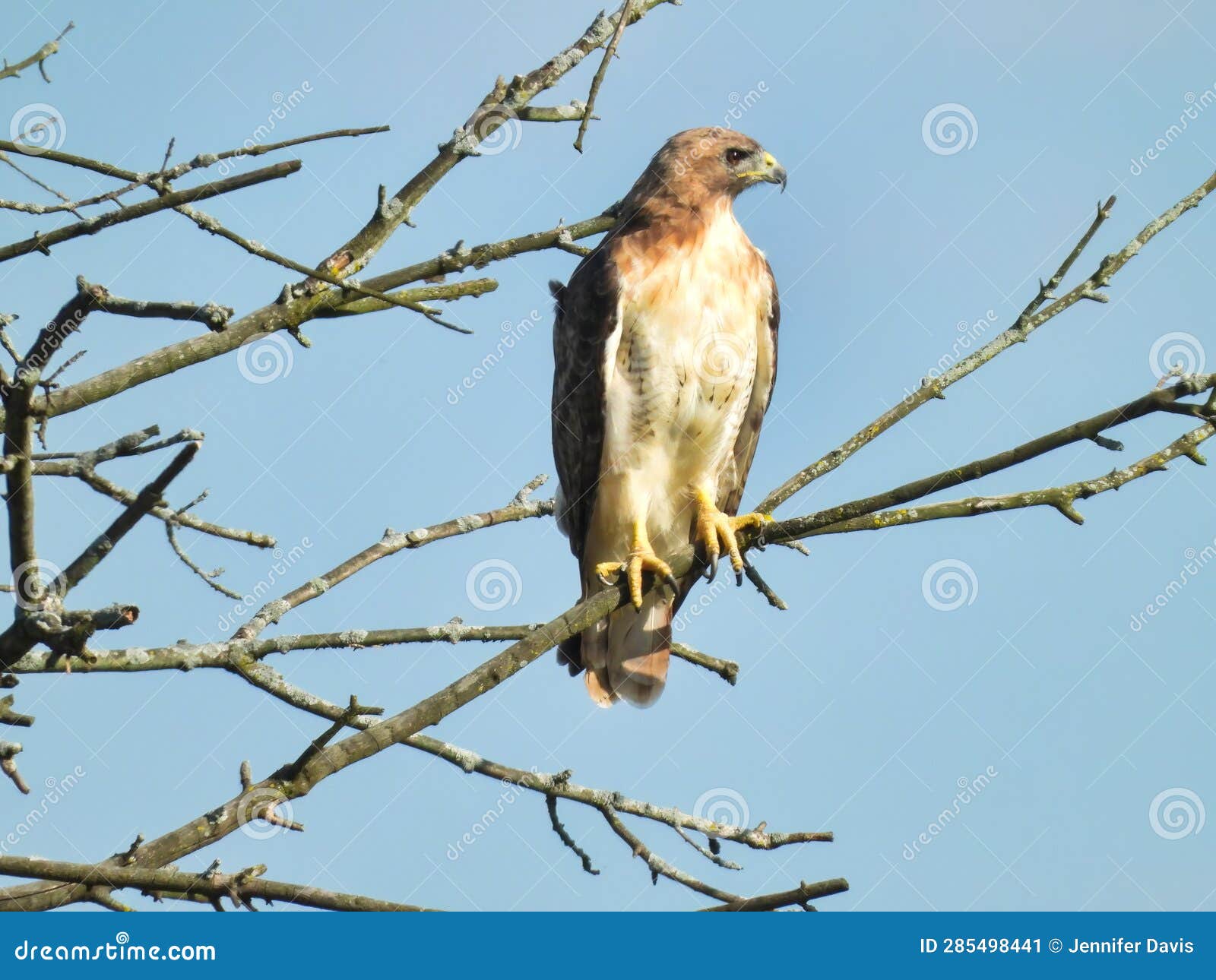 Red-Tailed Hawk Bird Perched on a Tree Branch Stock Image - Image of ...