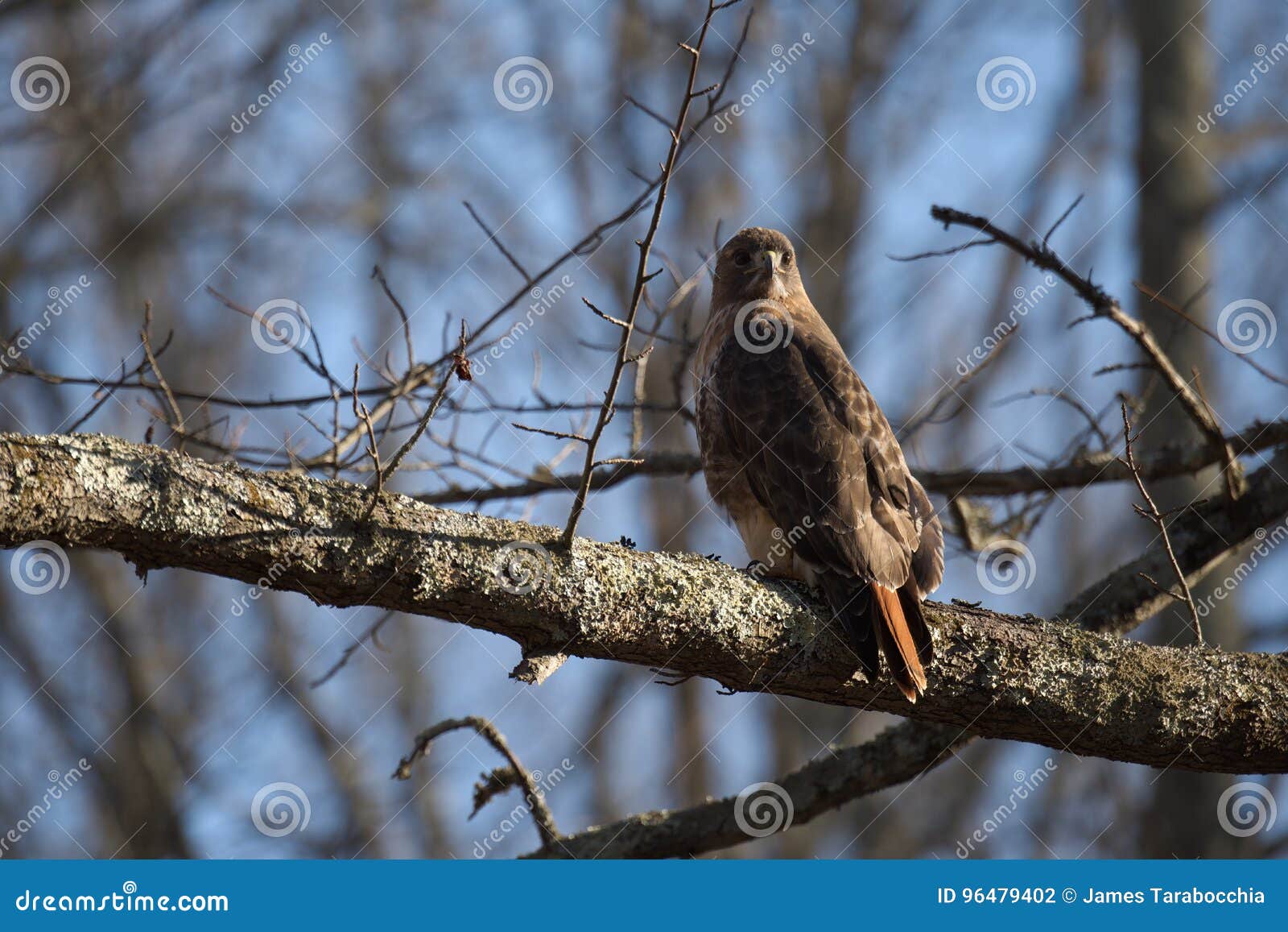 Red Tailed Hawk stock photo. Image of nature, raptor - 96479402