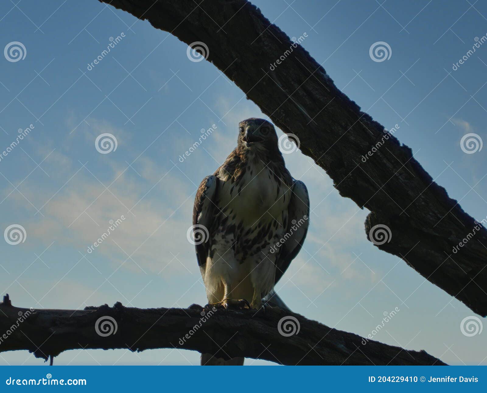 Red-Tailed Hawk Bird of Prey Looks Forward Screeching with Beak Open ...