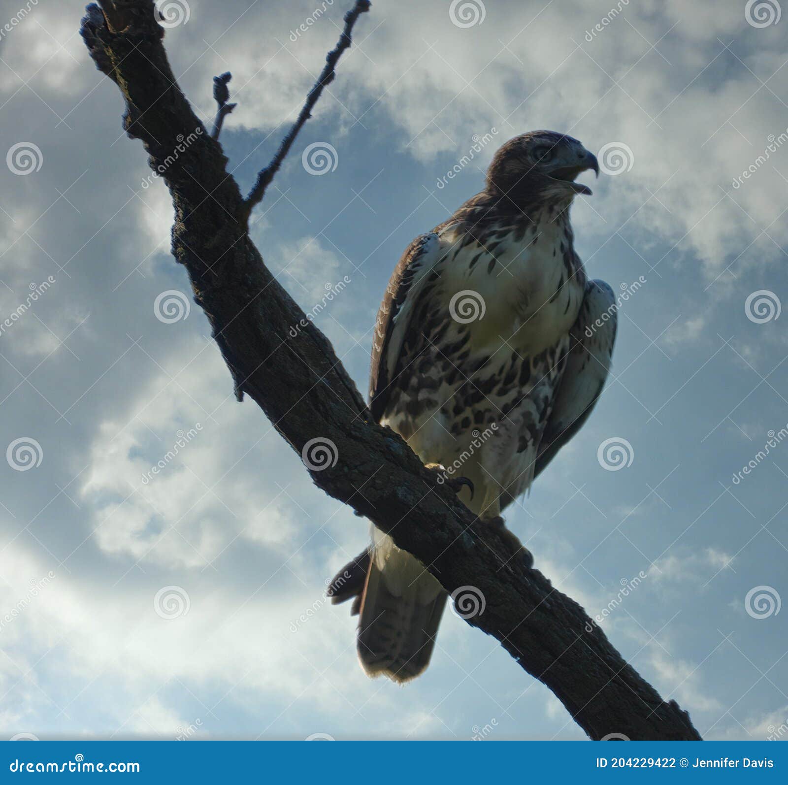 Red-Tailed Hawk Bird of Prey Perched High on Bare Tree Branch Screeches ...