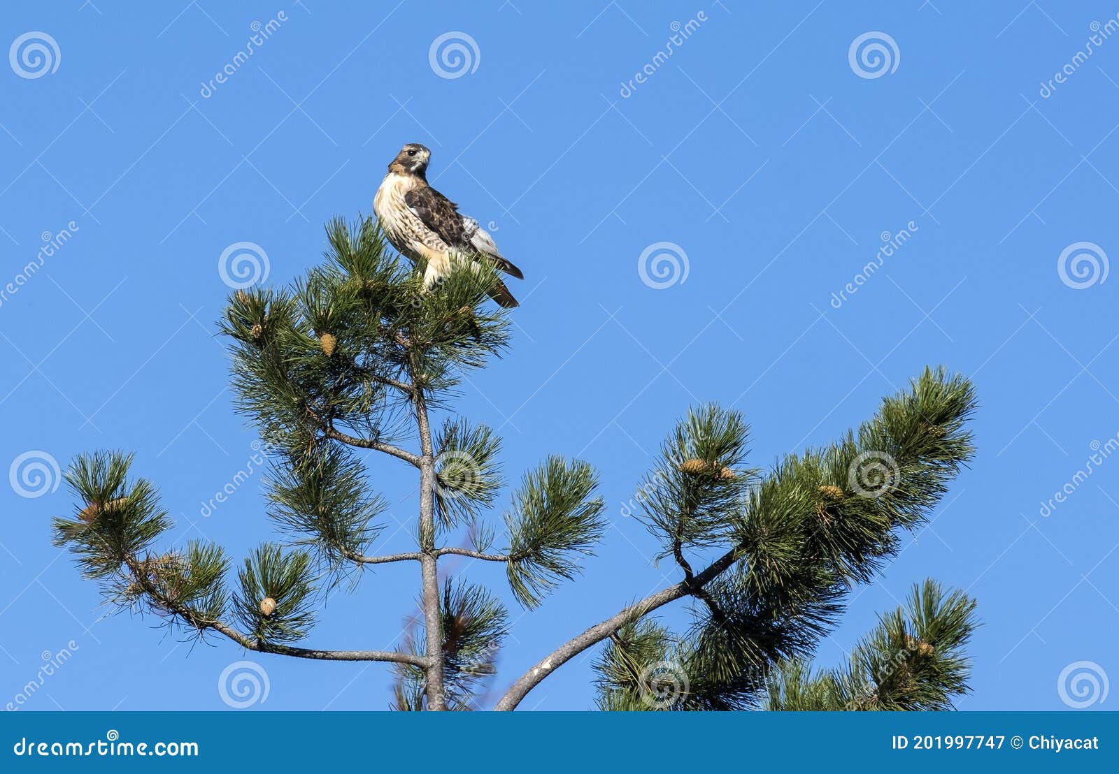 Red-tailed Hawk Bird of Prey Perched on Top of a Tall Pine Tree Stock ...
