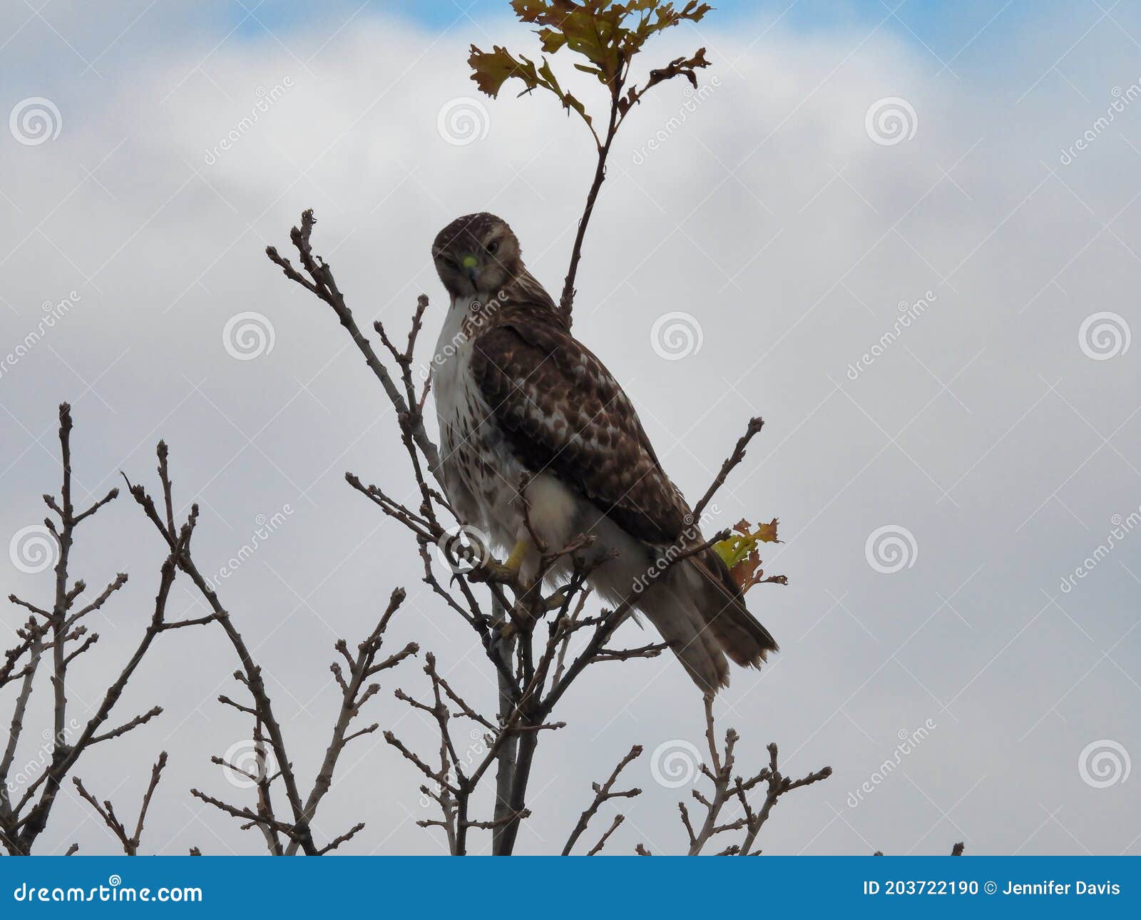 A Red-Tailed Hawk Bird of Prey Perched at Top of Tree Looking Stock ...