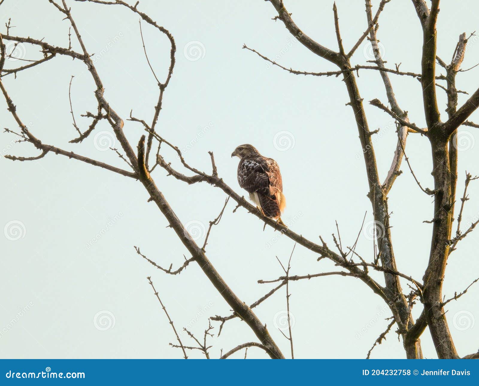 Red-Tailed Hawk Bird of Prey Raptor Perched on Bare Tree Branch Stock ...