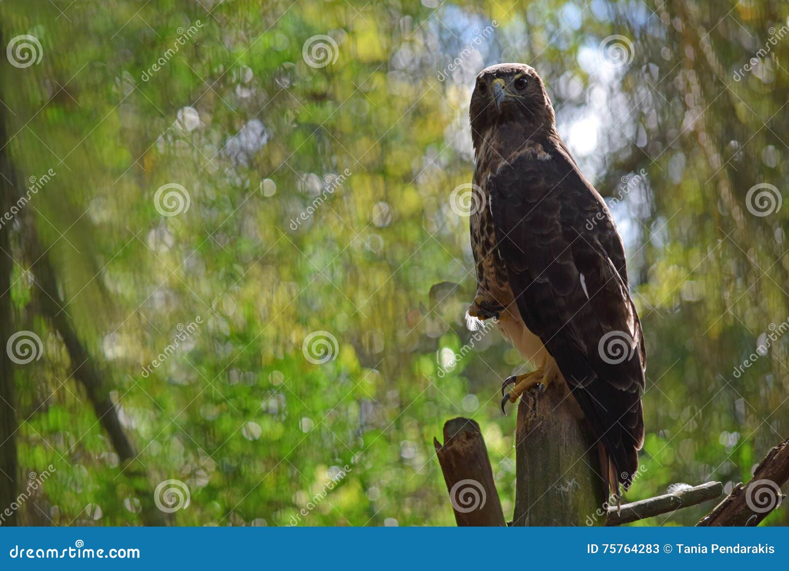 Red-tailed Hawk Bird of Prey Stock Image - Image of accipitriformes ...
