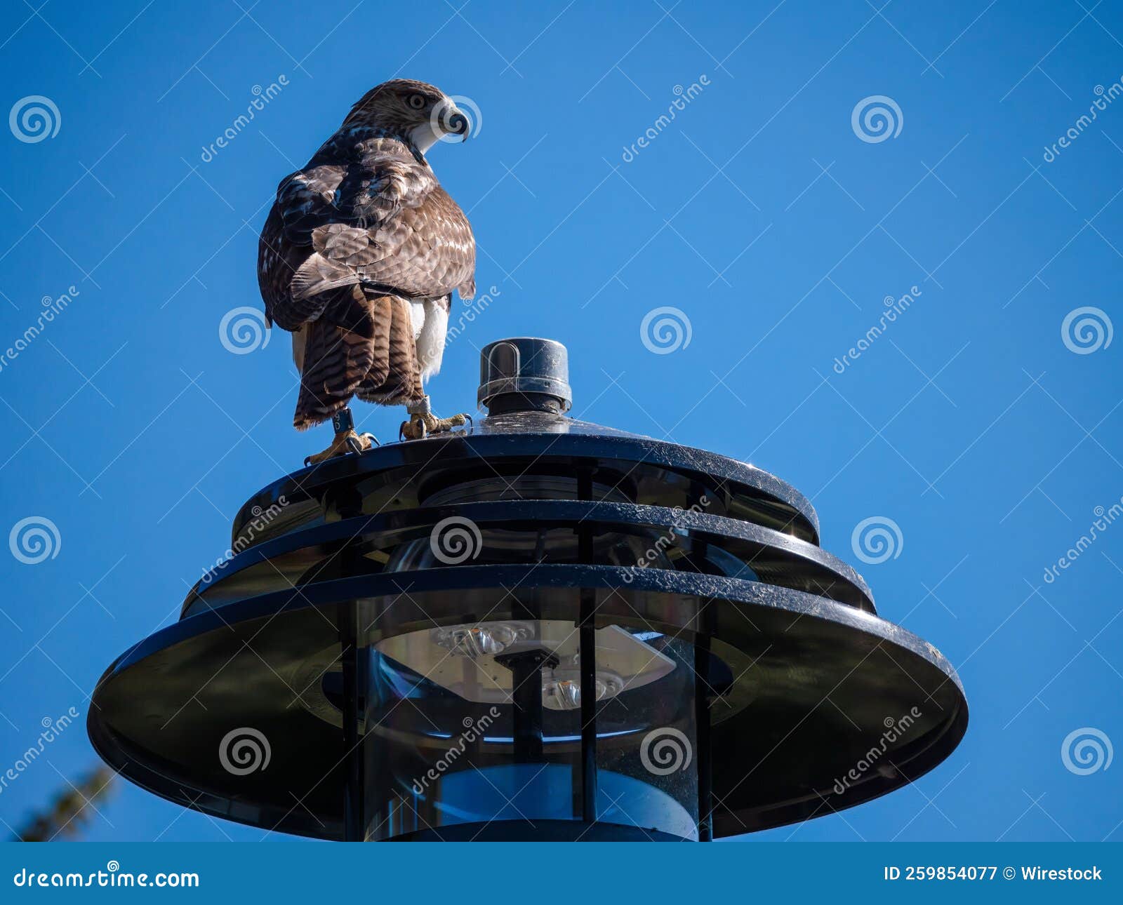 Red Tailed Hawk Bird on Top of a Platform on a Blue Background Stock ...