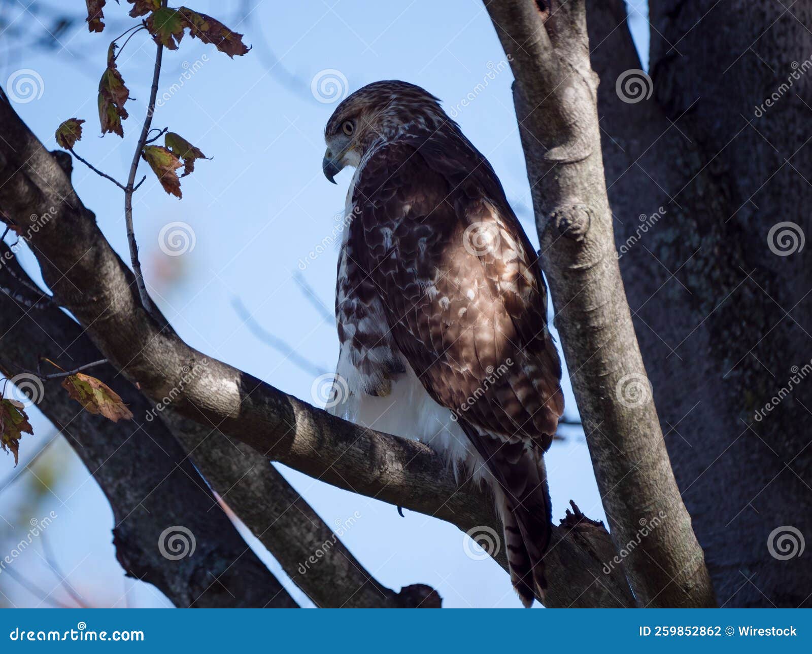 Red Tailed Hawk Bird on Top of a Tree Looking Down from the Tree Stock ...