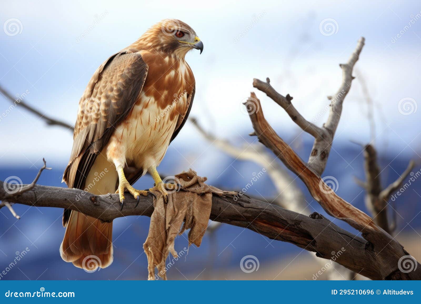 A Red-tailed Hawk on a Branch Holding a Small Rodent Stock Photo ...