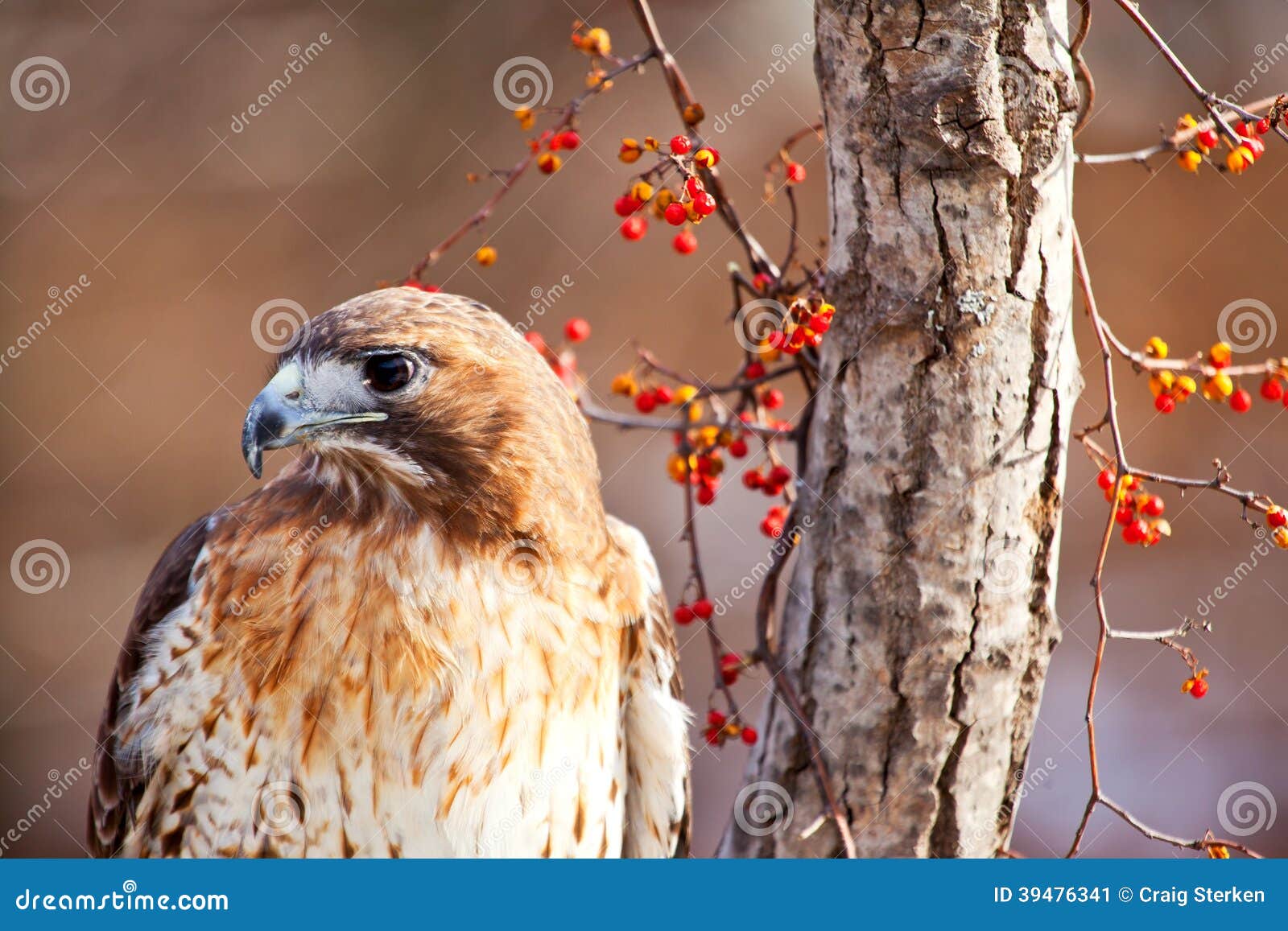 Red Tailed Hawk on Branch stock image. Image of head - 39476341