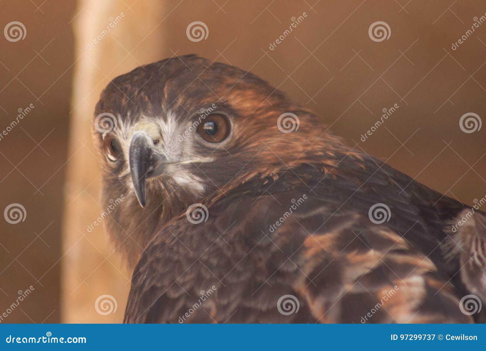 Red-Tailed Hawk stock image. Image of raptor, bird, eyes - 97299737