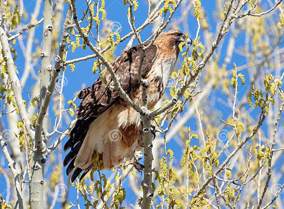 Red-tailed Hawk in Budding Spring Tree Stock Image - Image of yellow ...