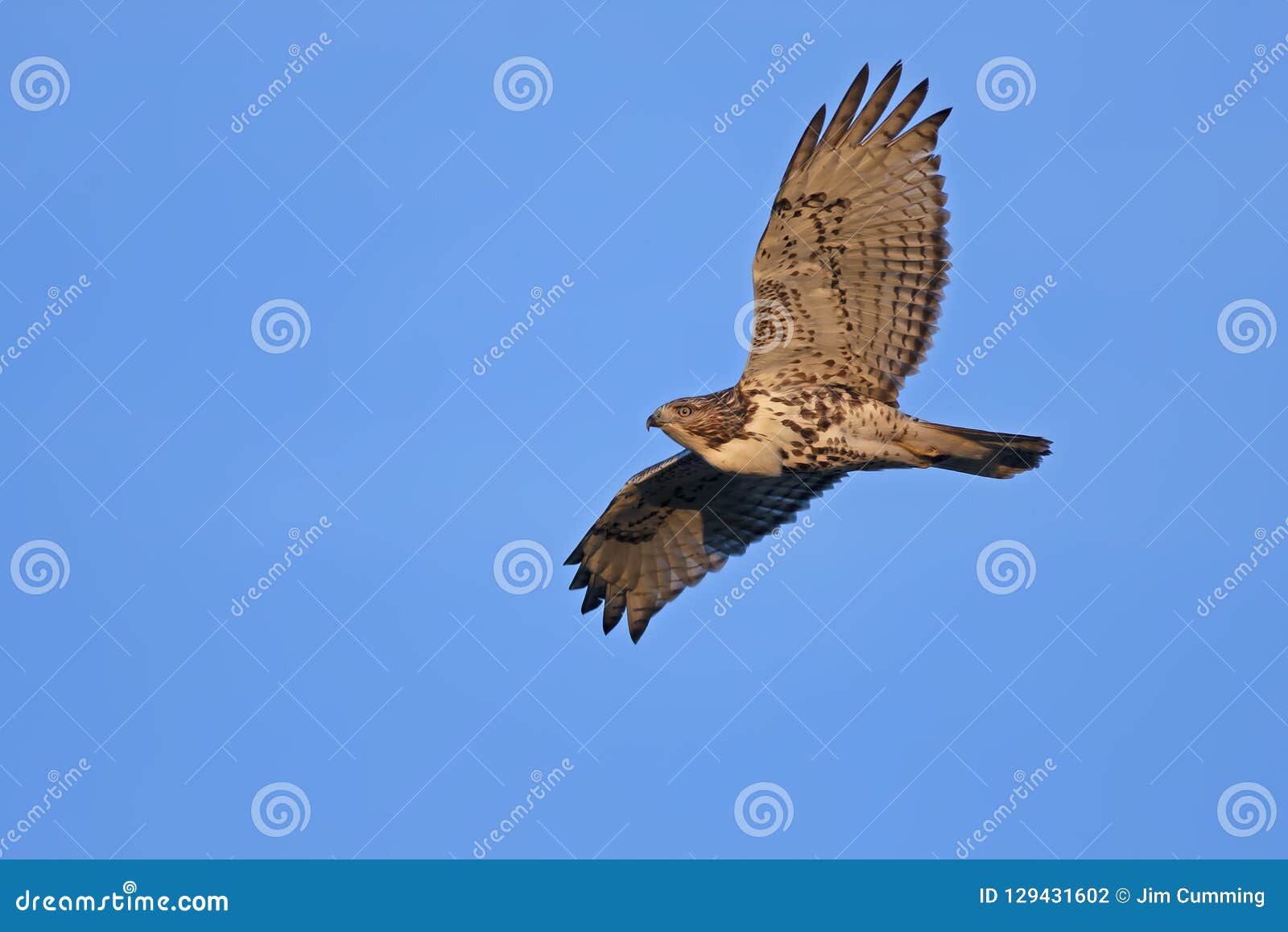 A Red-tailed Hawk Buteo Jamaicensis in Flight Isolated Against a Blue ...
