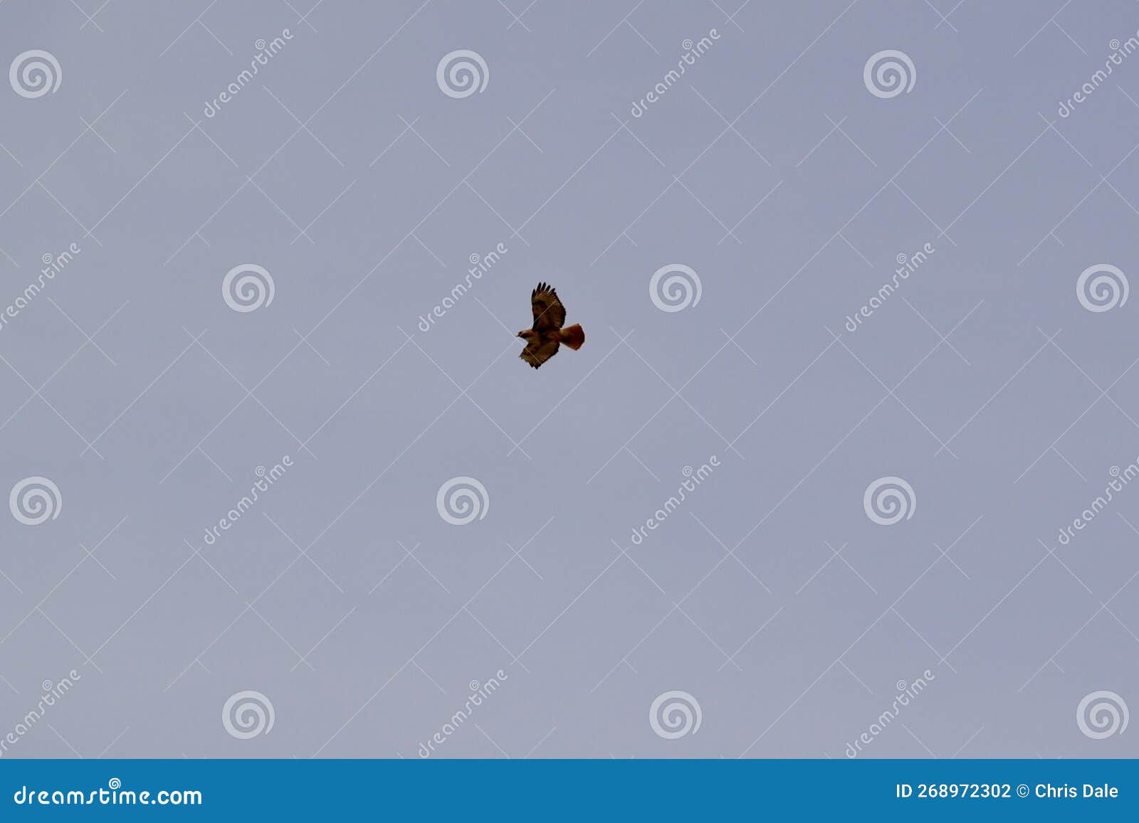 Red-tailed Hawk (Buteo Jamaicensis) Flying High Overhead Stock Photo ...