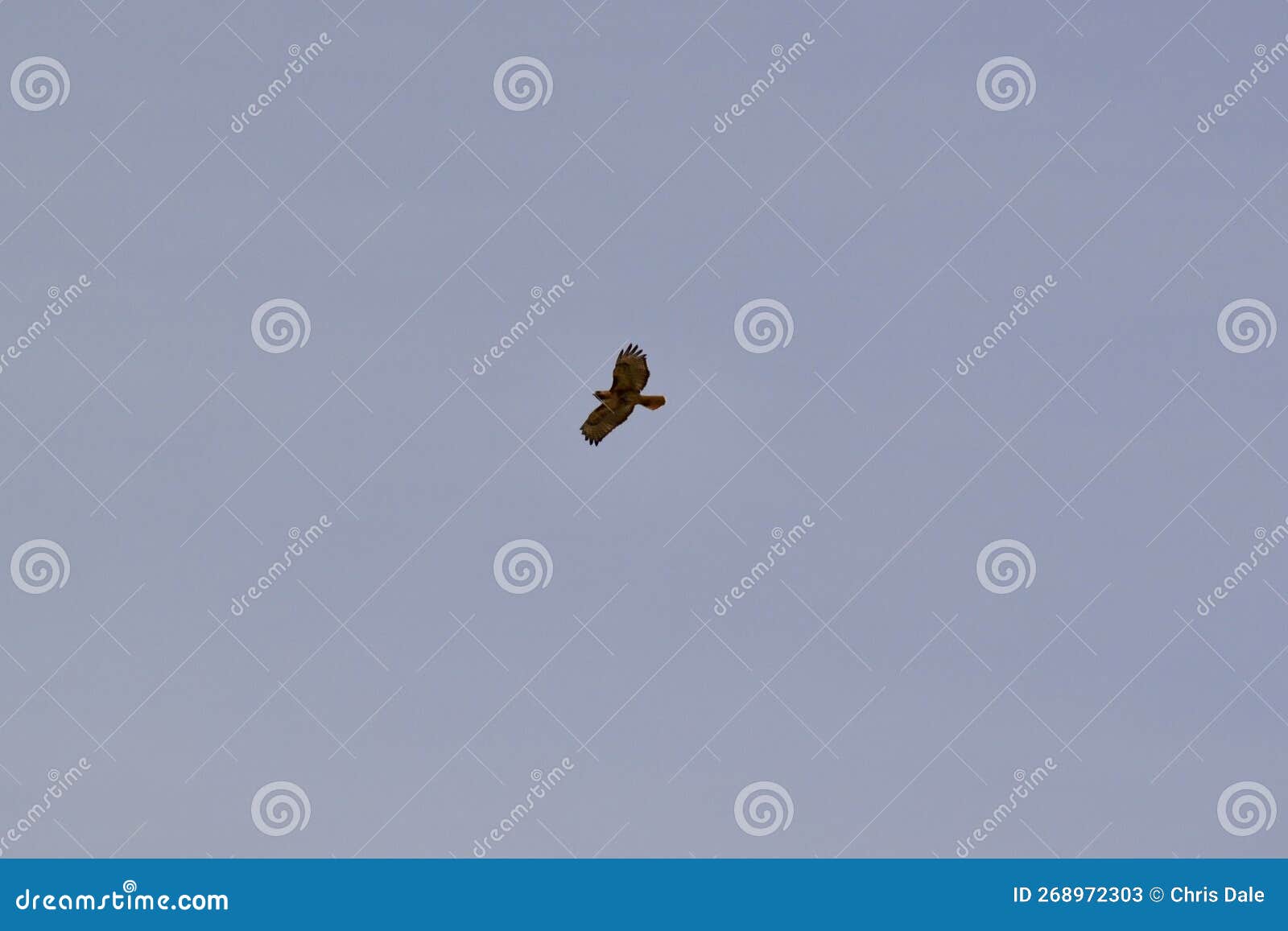 Red-tailed Hawk (Buteo Jamaicensis) Flying High Overhead Stock Image ...
