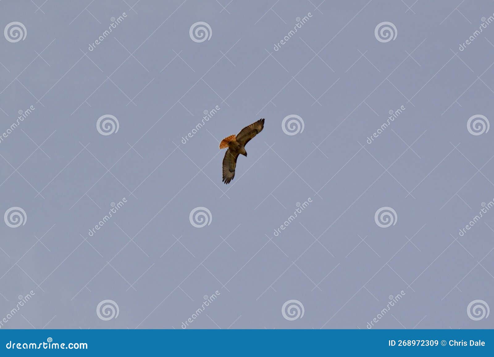 Red-tailed Hawk (Buteo Jamaicensis) Flying High Overhead Stock Image ...