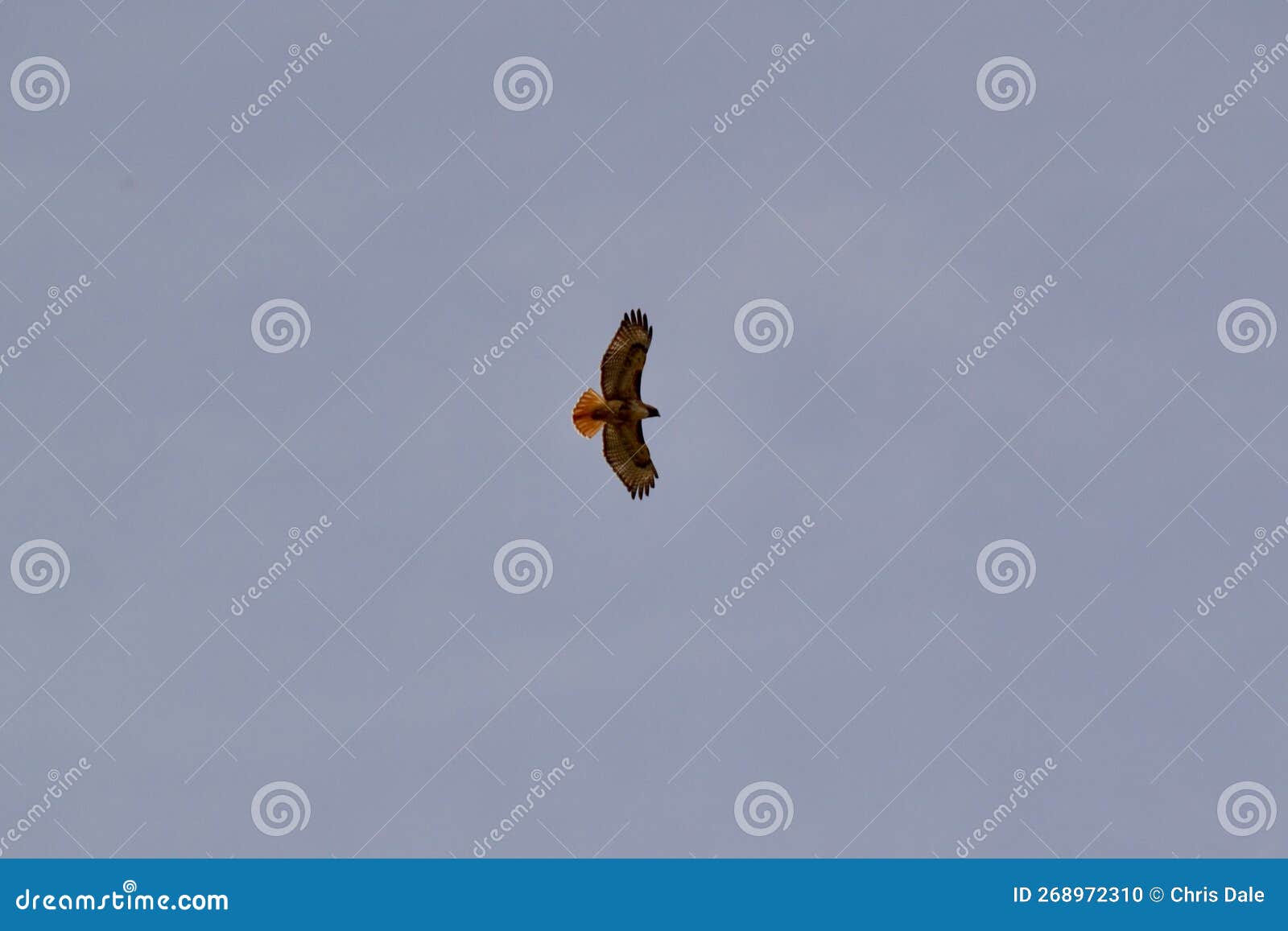 Red-tailed Hawk (Buteo Jamaicensis) Flying High Overhead Stock Photo ...