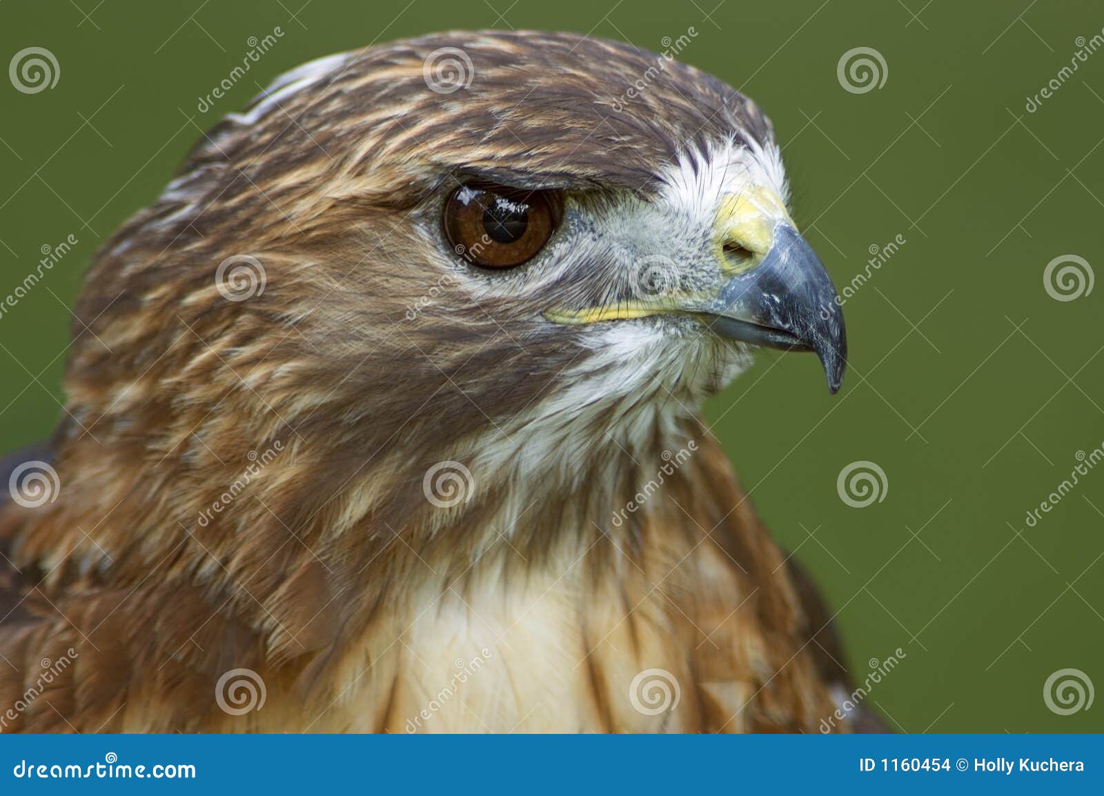 Red-Tailed Hawk (Buteo Jamaicensis) Head Stock Photo - Image of ...
