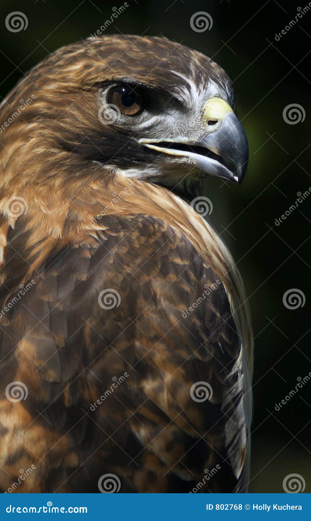 Red-Tailed Hawk (Buteo Jamaicensis) With Open Beak Royalty-Free Stock ...