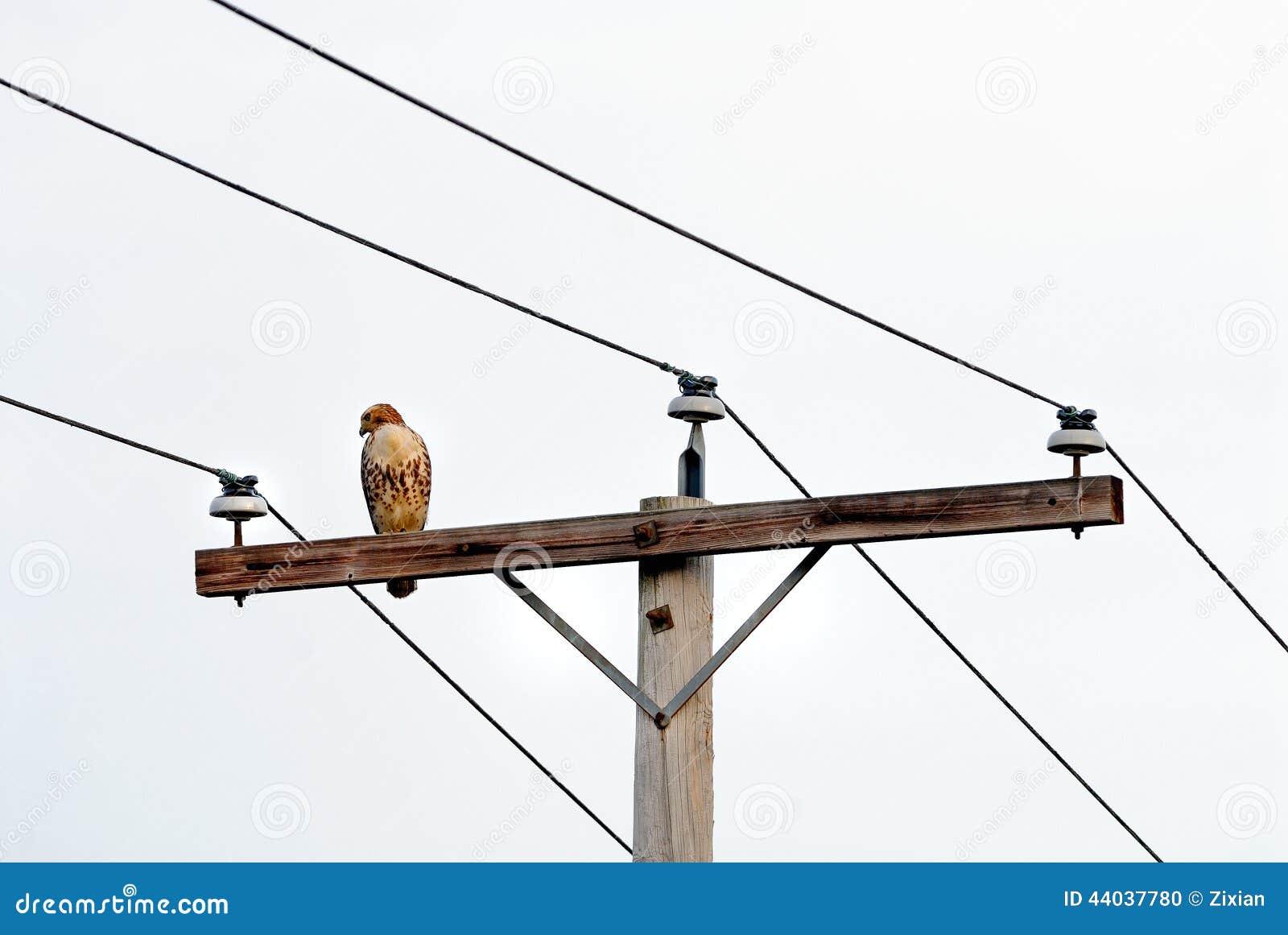 Red-tailed Hawk stock photo. Image of biological, perched - 44037780