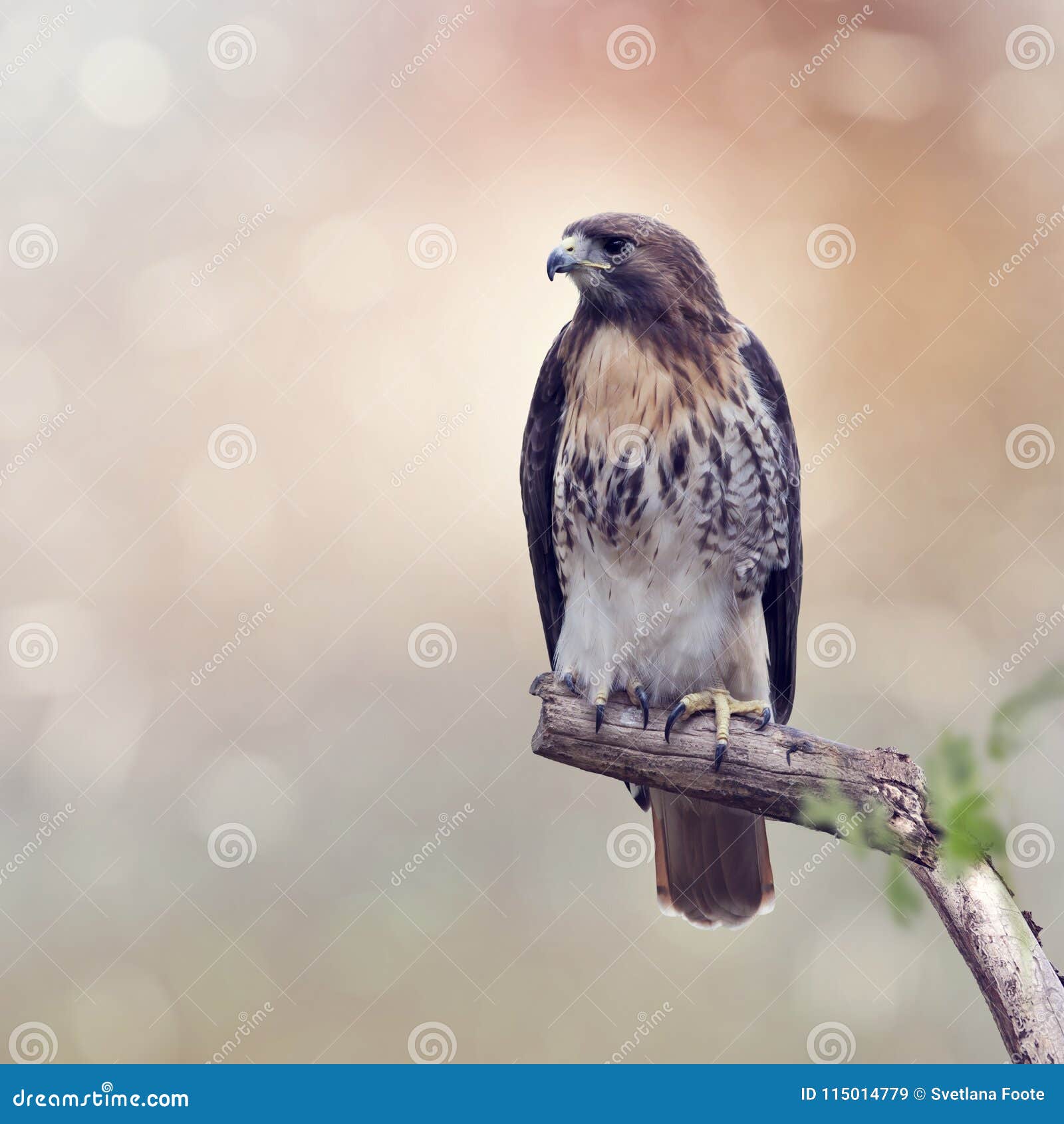 Red-Tailed Hawk perches stock image. Image of perches - 115014779