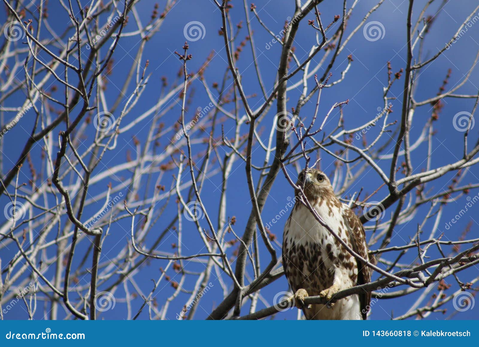 Red-tailed Hawk Buteo Jamaicensis Sitting on a Stick Stock Photo ...