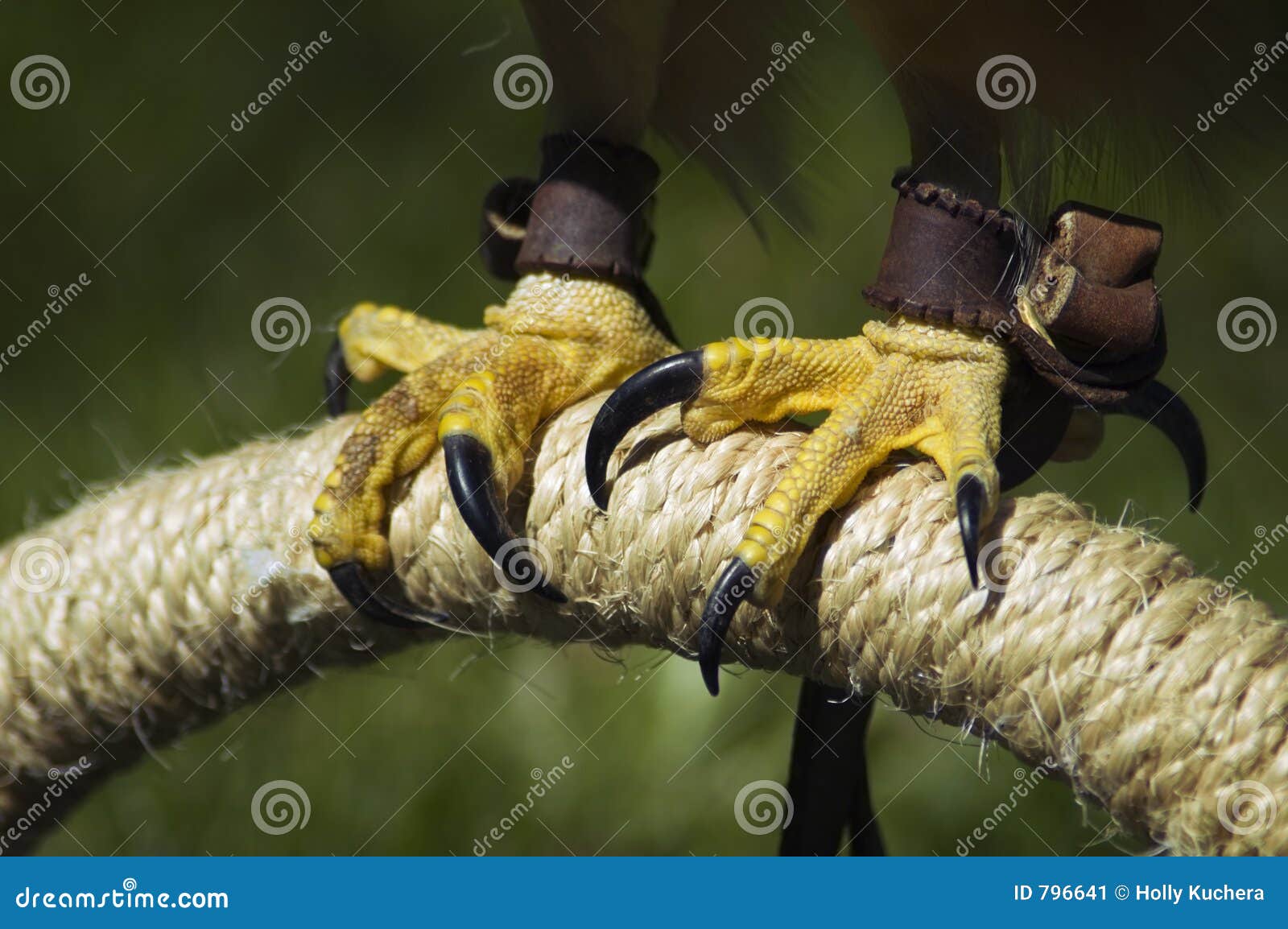 Red-Tailed Hawk (Buteo Jamaicensis) Talons Stock Image - Image of ...
