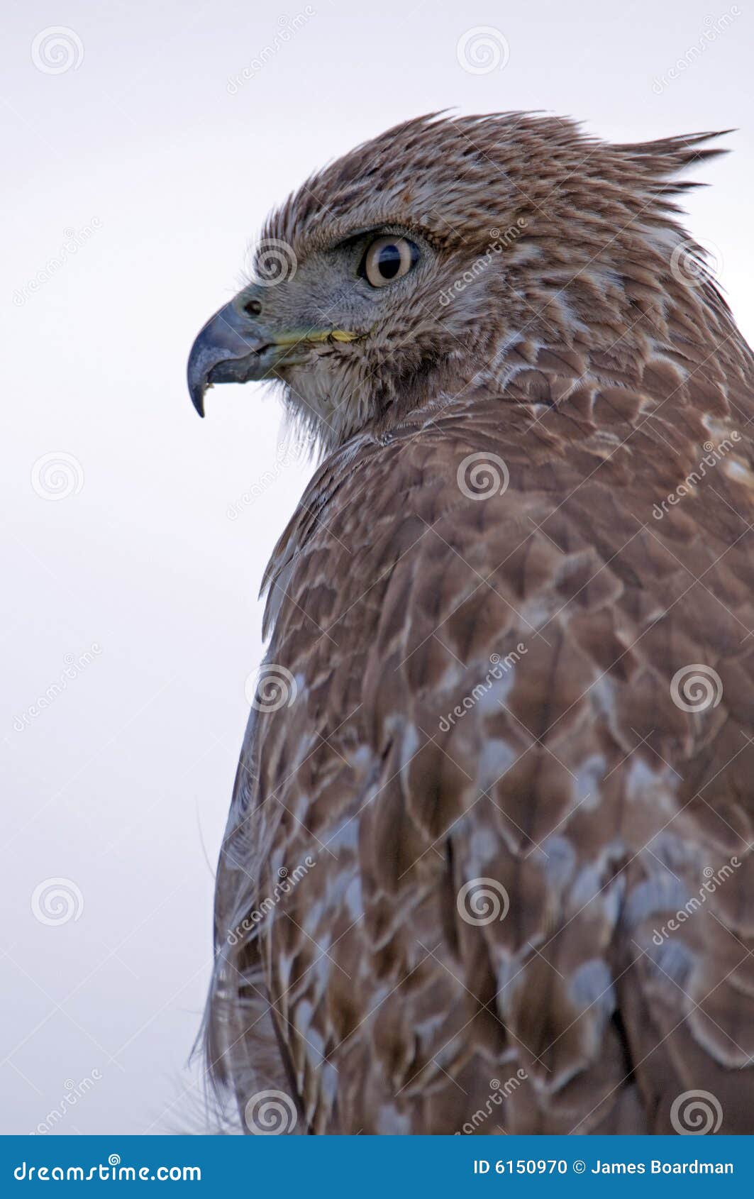 Red tailed hawk calic stock photo. Image of tailed, jamaicensis - 6150970
