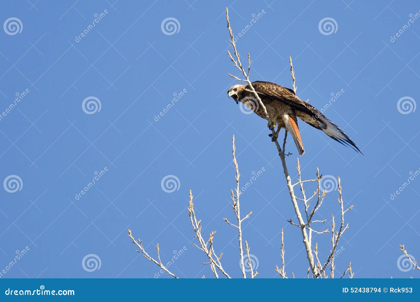 Red-Tailed Hawk Calling from the Tree Tops Stock Photo - Image of ...