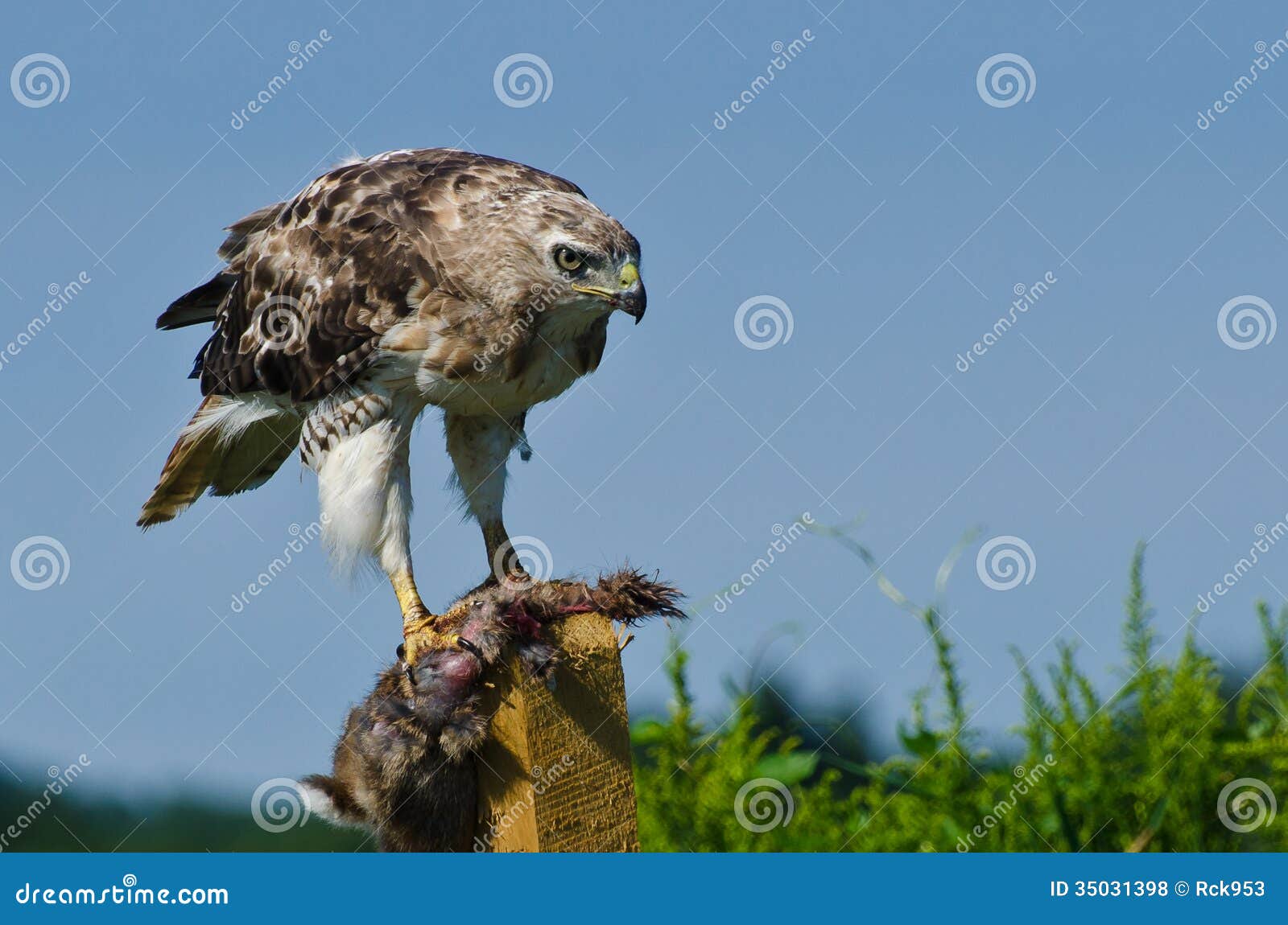 Red-Tailed Hawk with Captured Prey Stock Photo - Image of buteo ...