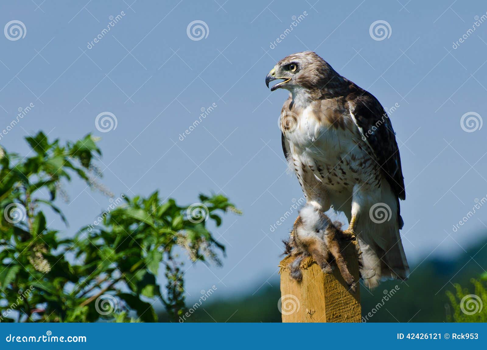Red-Tailed Hawk with Captured Prey Stock Image - Image of brown ...