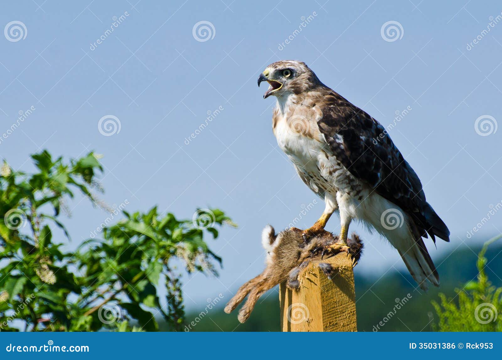 Red-Tailed Hawk with Captured Prey Stock Photo - Image of bird, perched ...