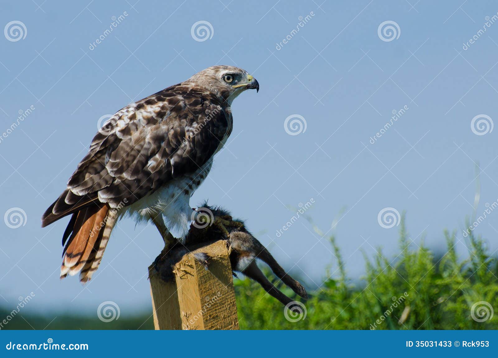 Red-Tailed Hawk with Captured Prey Stock Image - Image of perched ...