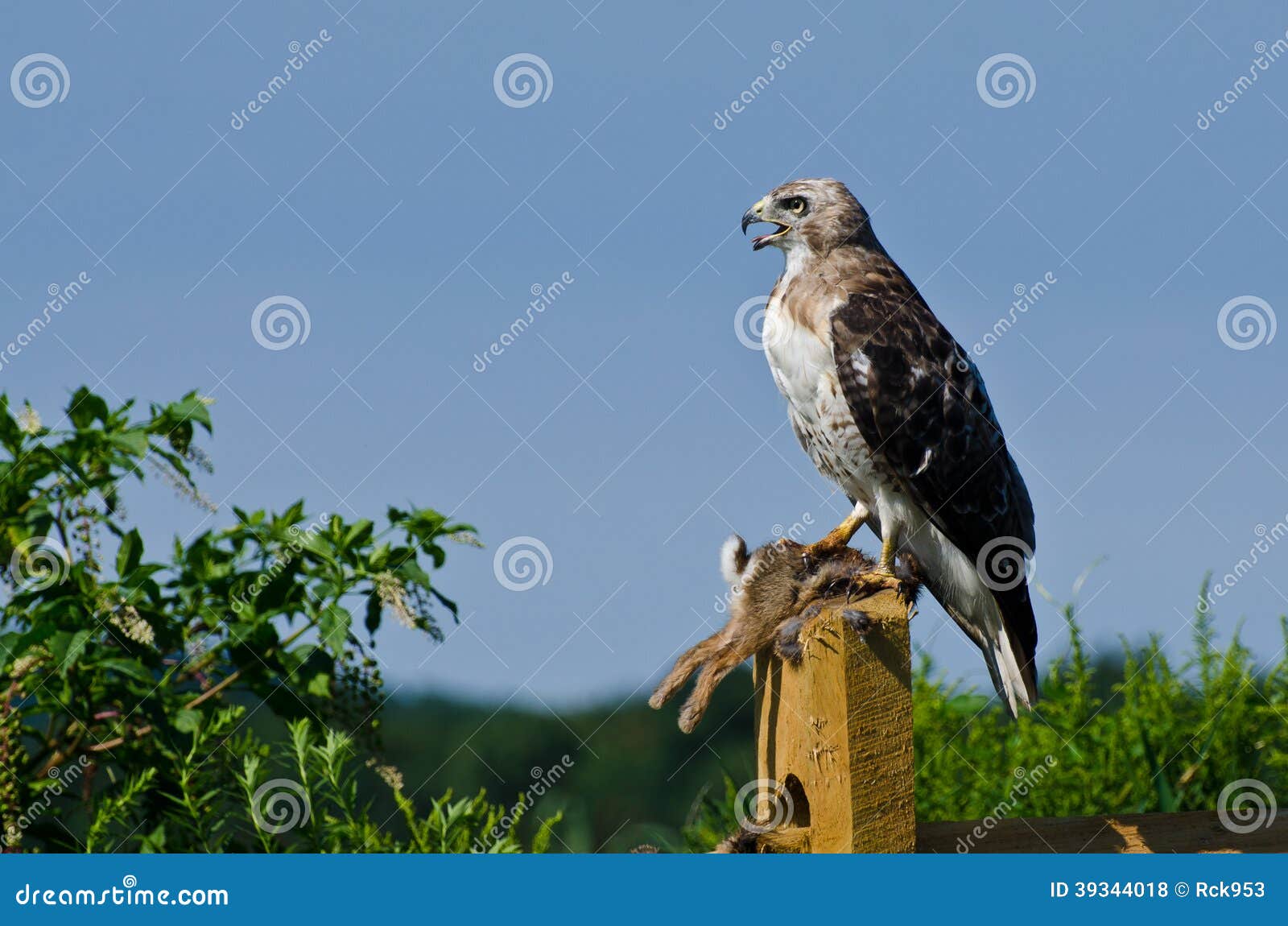 Red-Tailed Hawk with Captured Prey Stock Photo - Image of redtailed ...