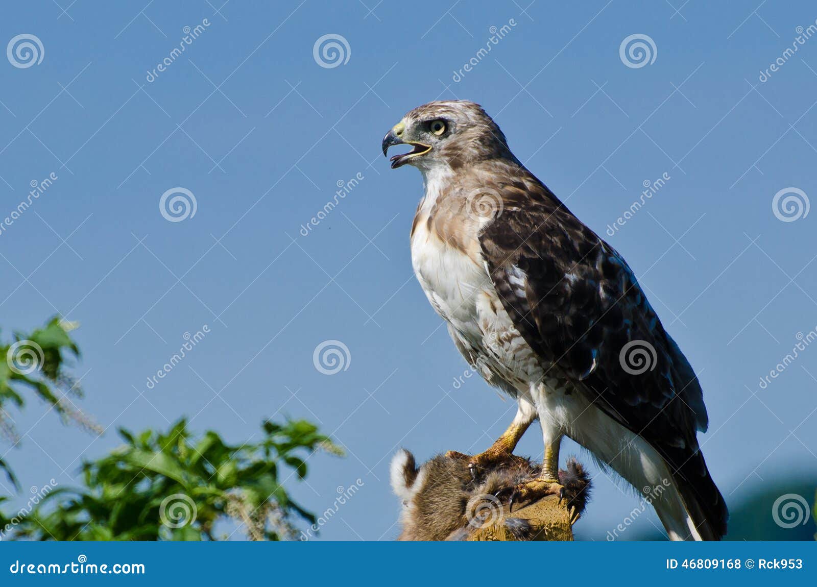 Red-Tailed Hawk with Captured Prey Stock Photo - Image of brown ...