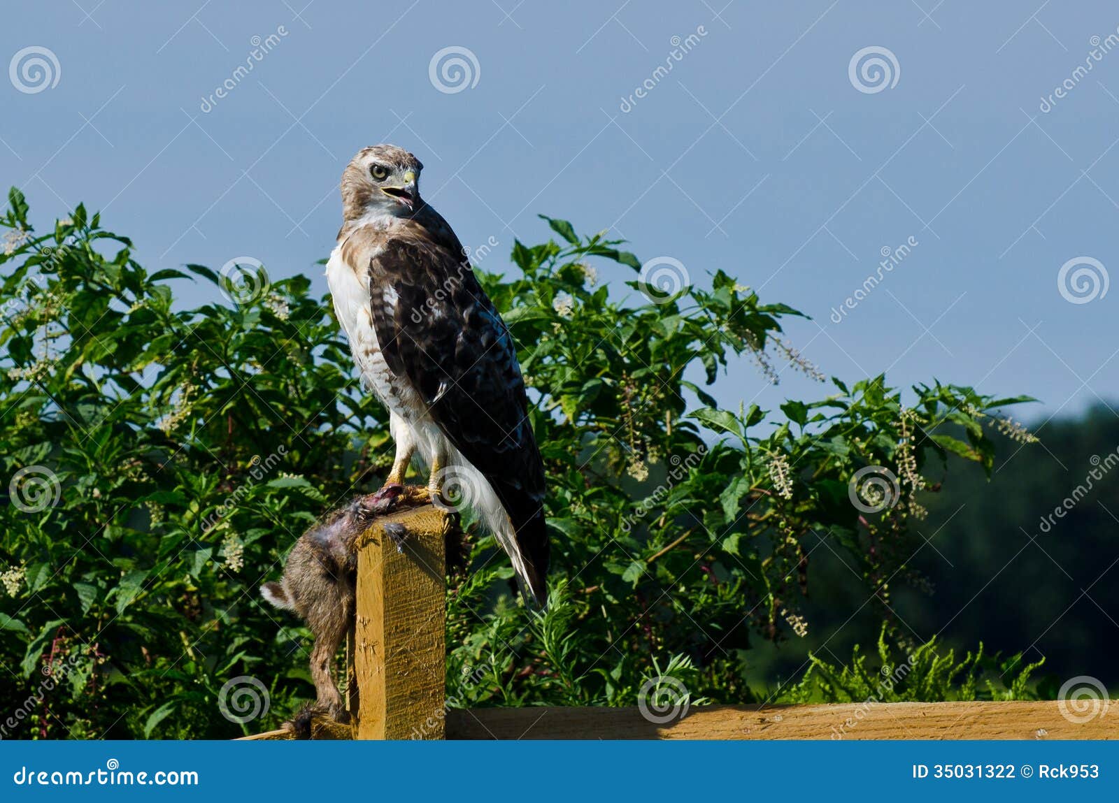 Red-Tailed Hawk with Captured Prey Stock Photo - Image of hawk, america ...