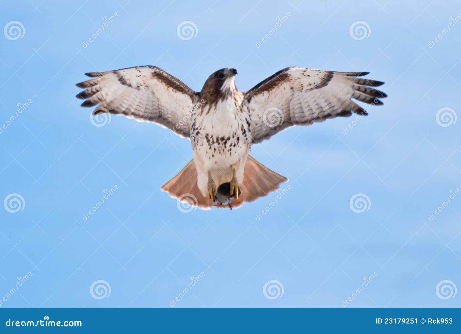 Red-Tailed Hawk Carrying Prey Stock Image - Image of flight, wildlife ...