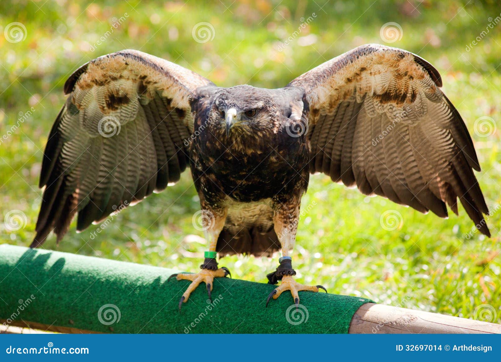 Red-tailed Hawk stock photo. Image of buzzard, falconry - 32697014