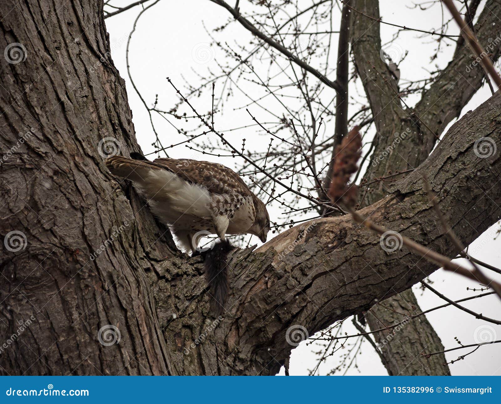 Red Tailed Hawk Caught a Squirrel Stock Photo - Image of hawk, kill ...