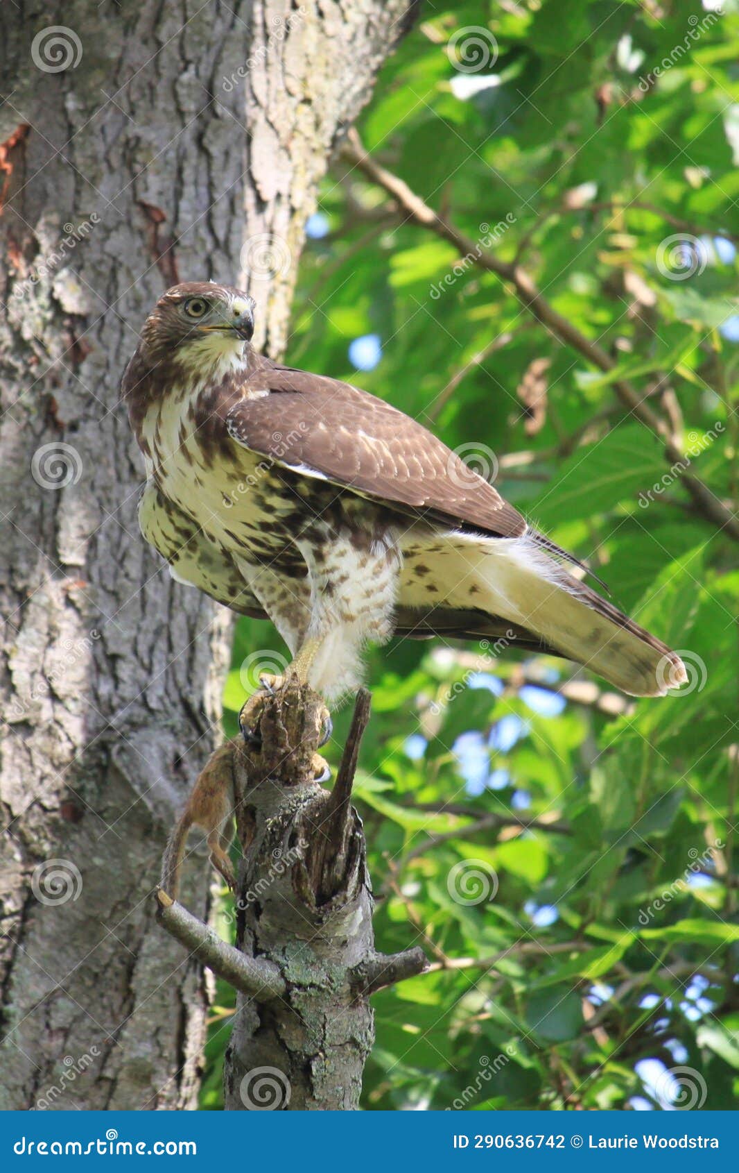 Red-tailed Hawk with Dinner Stock Photo - Image of wildlife, beak ...