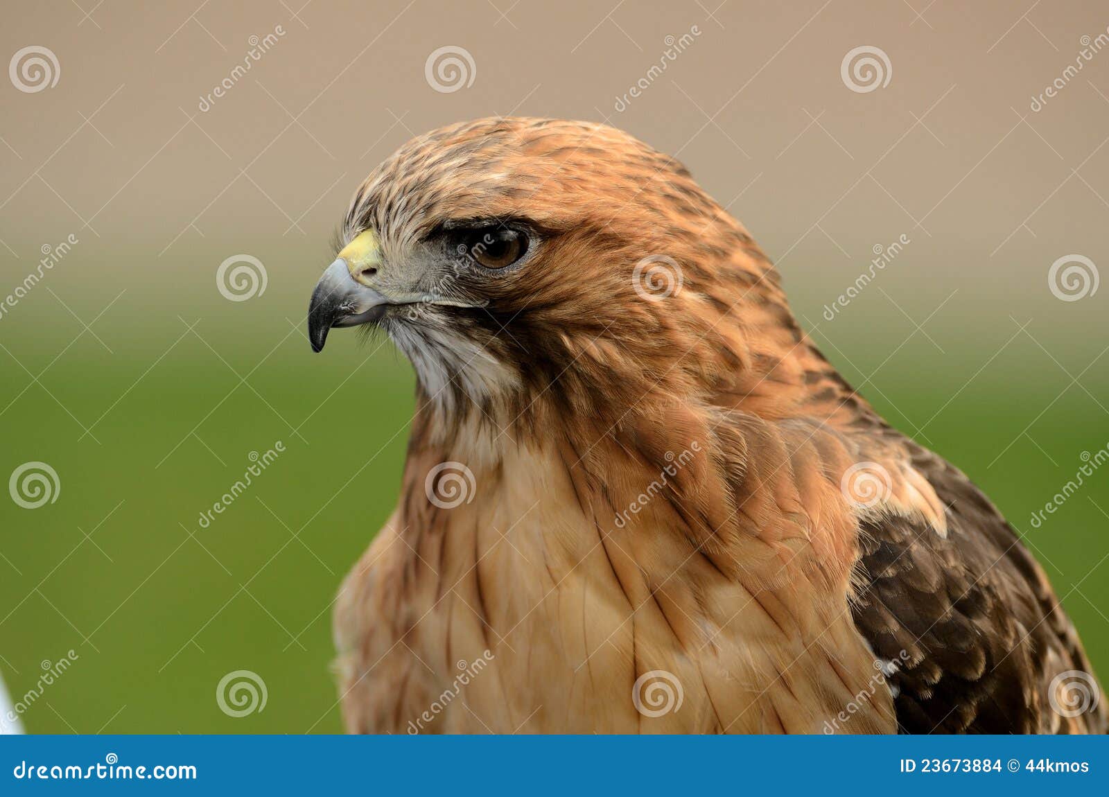 Red Tailed Hawk Close Up 5 stock photo. Image of eyes - 23673884