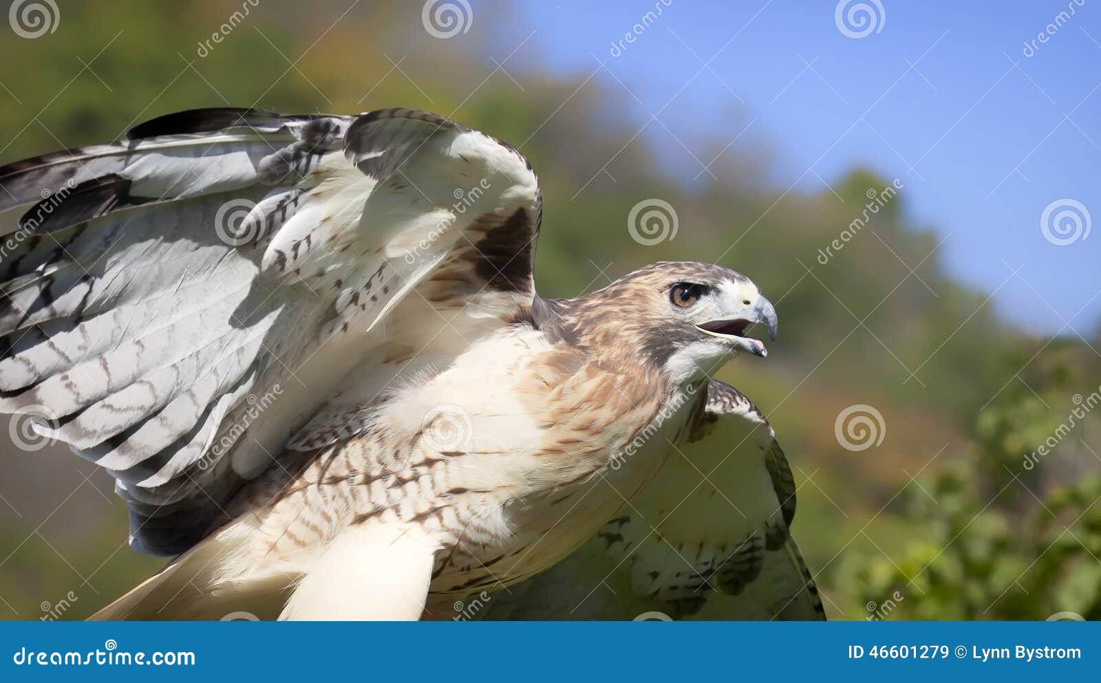 Red-tailed hawk stock image. Image of hawk, face, buteo - 46601279